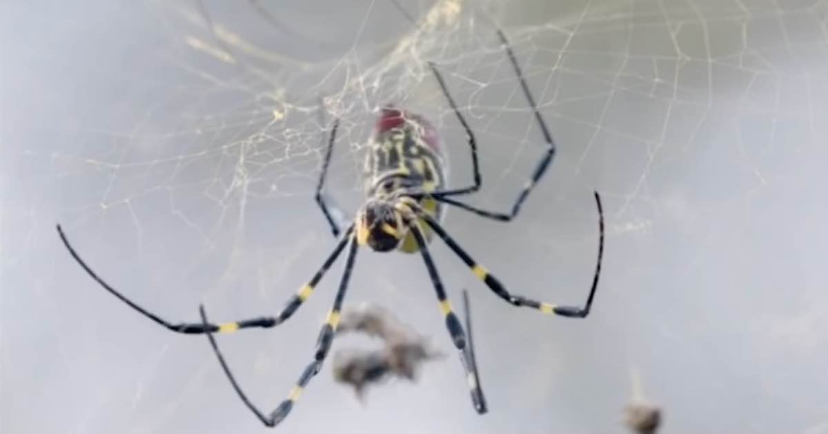 Joro Spider Myths Busted: Insights from Ecologist Andy Davis - Laura ...