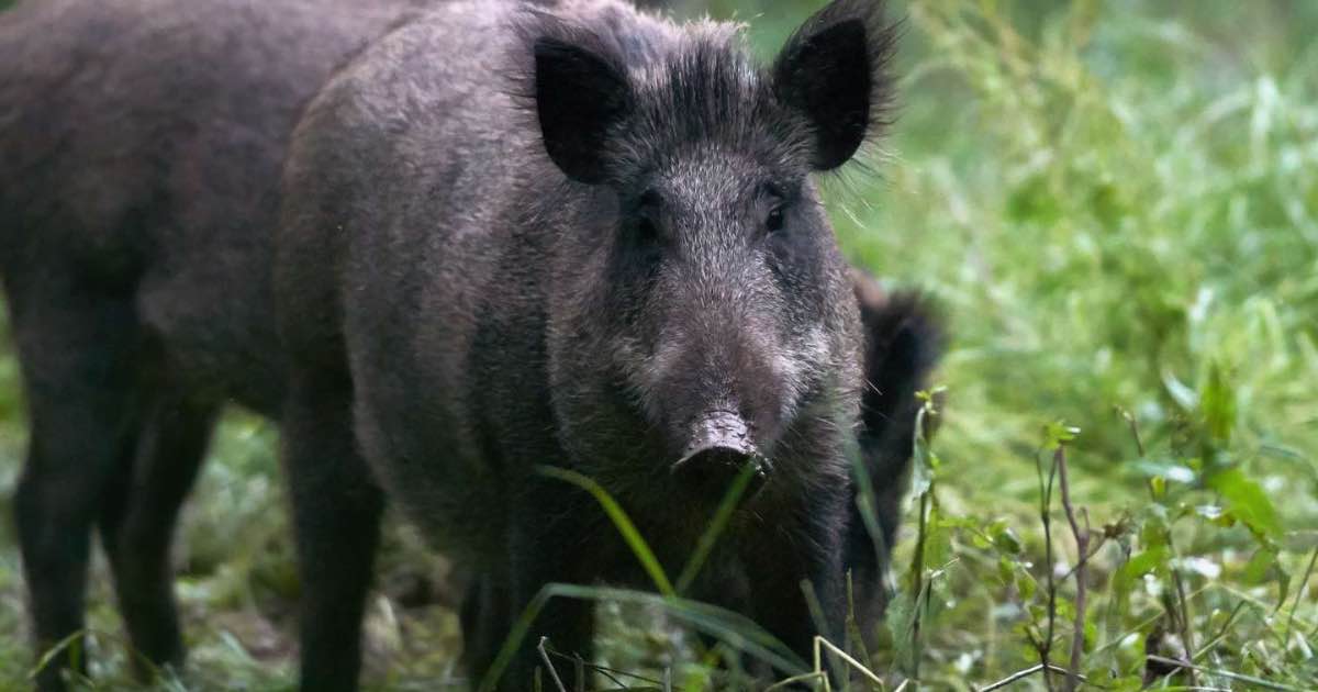 Wild Hogs Wreak Havoc Across the U.S. - Laura Ingraham